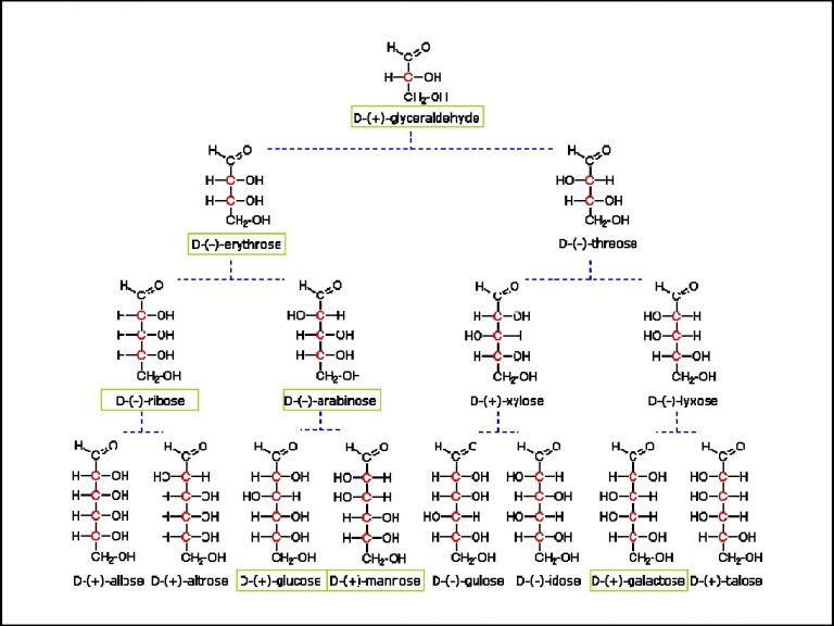 Lý thuyết cacbohidrat là gì và vai trò chức năng của cacbohidrat - Ôn ...